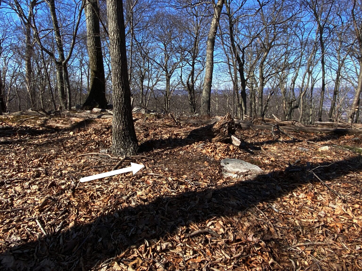 Where Bucks Bed (And How to Hunt Them Without Blowing It)