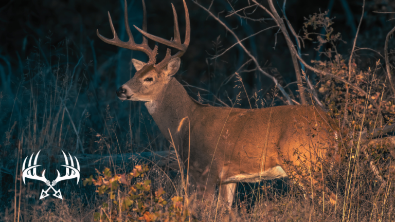 Deer Vision 101: How Deer See Color, Light, and Movement
