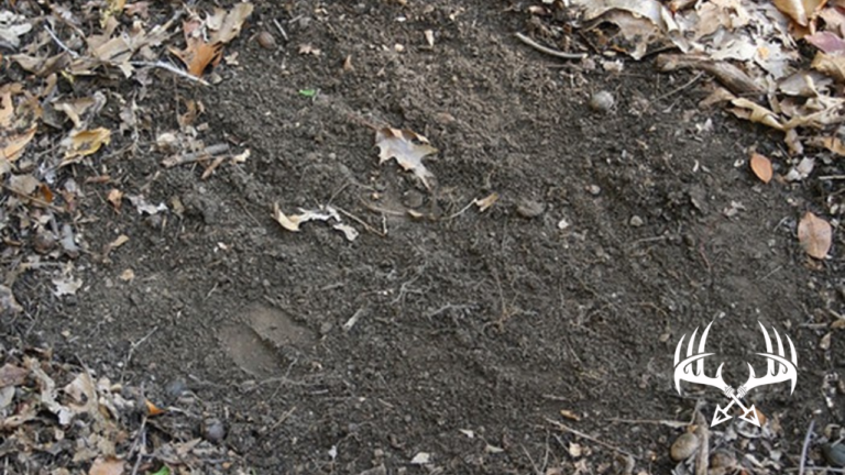 Deer Scrapes and Scrape Lines: Scouting Tips for Success