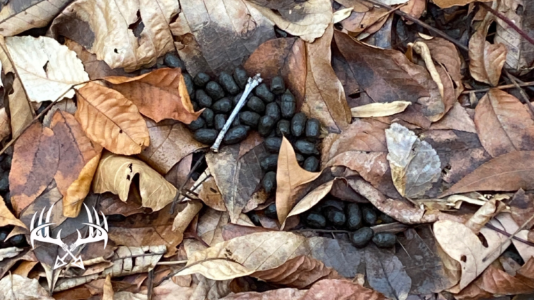 Deer Droppings: What all Hunters Need to Know