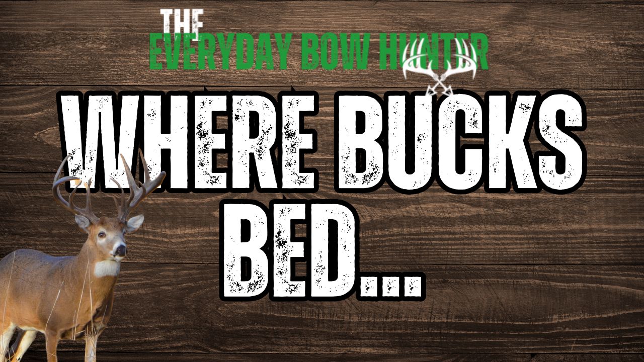 Where Bucks Bed (And How to Hunt Them Without Blowing It)